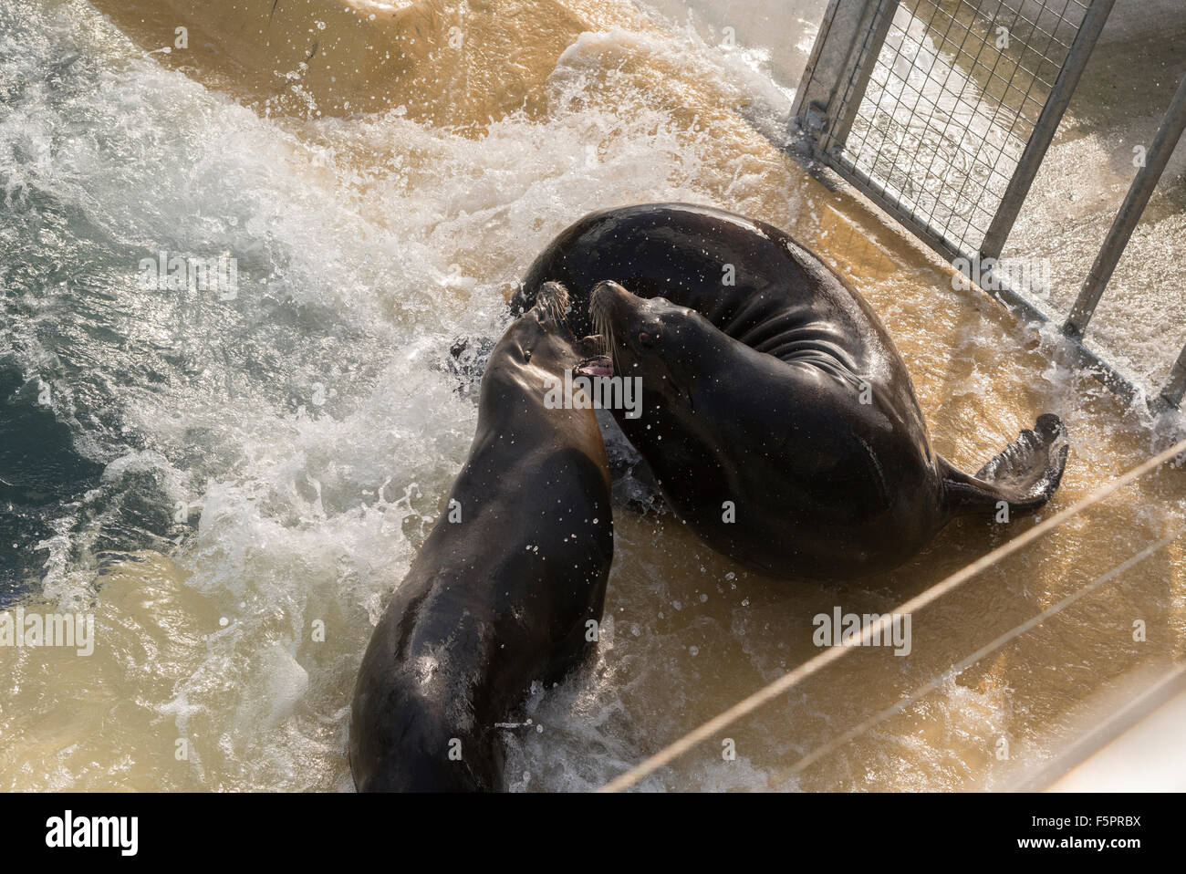 Seals in sanctuary play fighting Stock Photo - Alamy