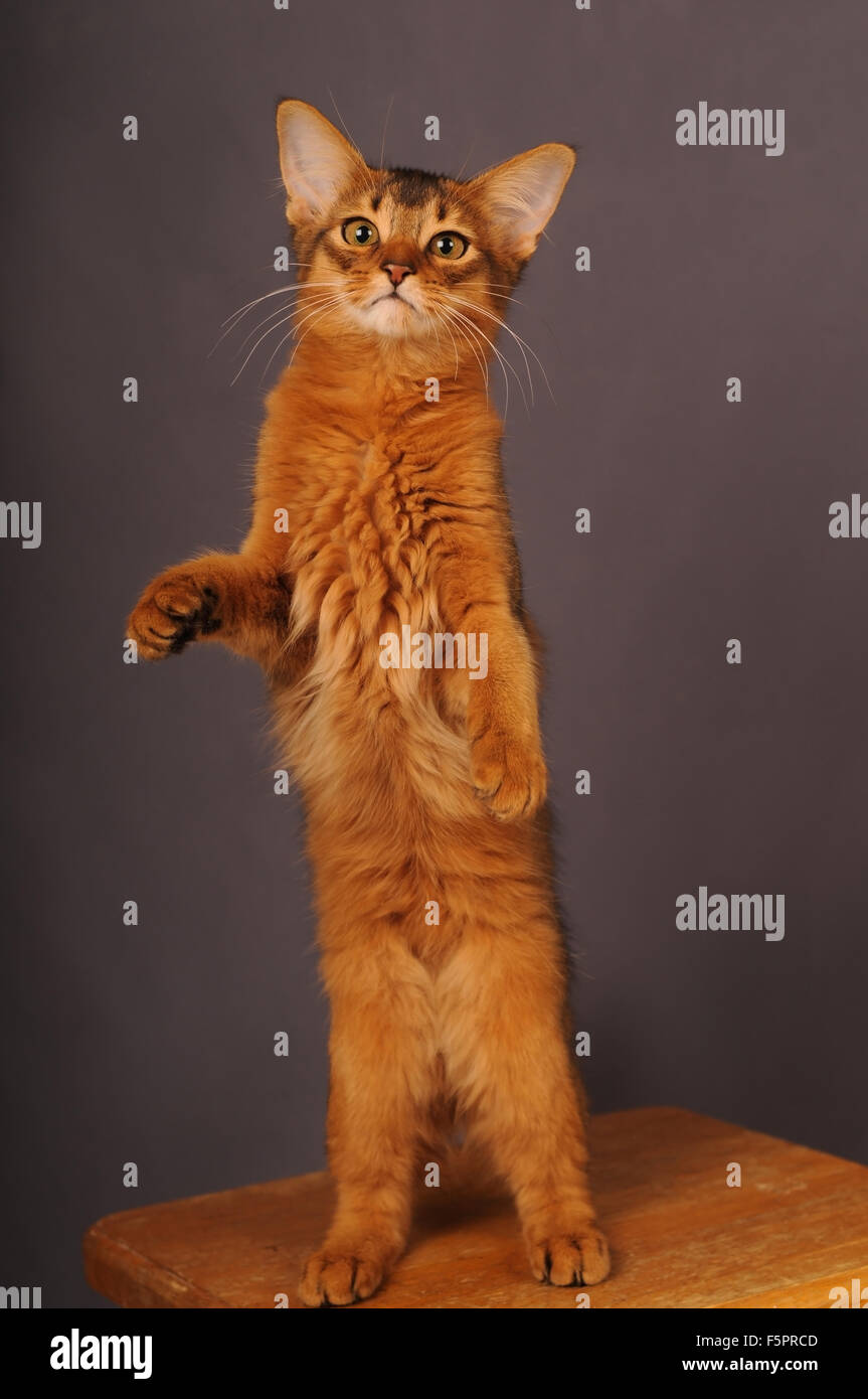 Somali kitten ruddy color standing on two legs Stock Photo - Alamy