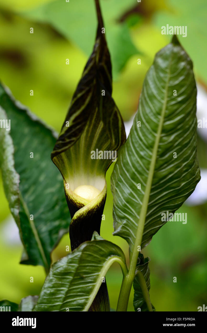 arisaema sikokianum purple brown and white hooded flower cobra lily ...