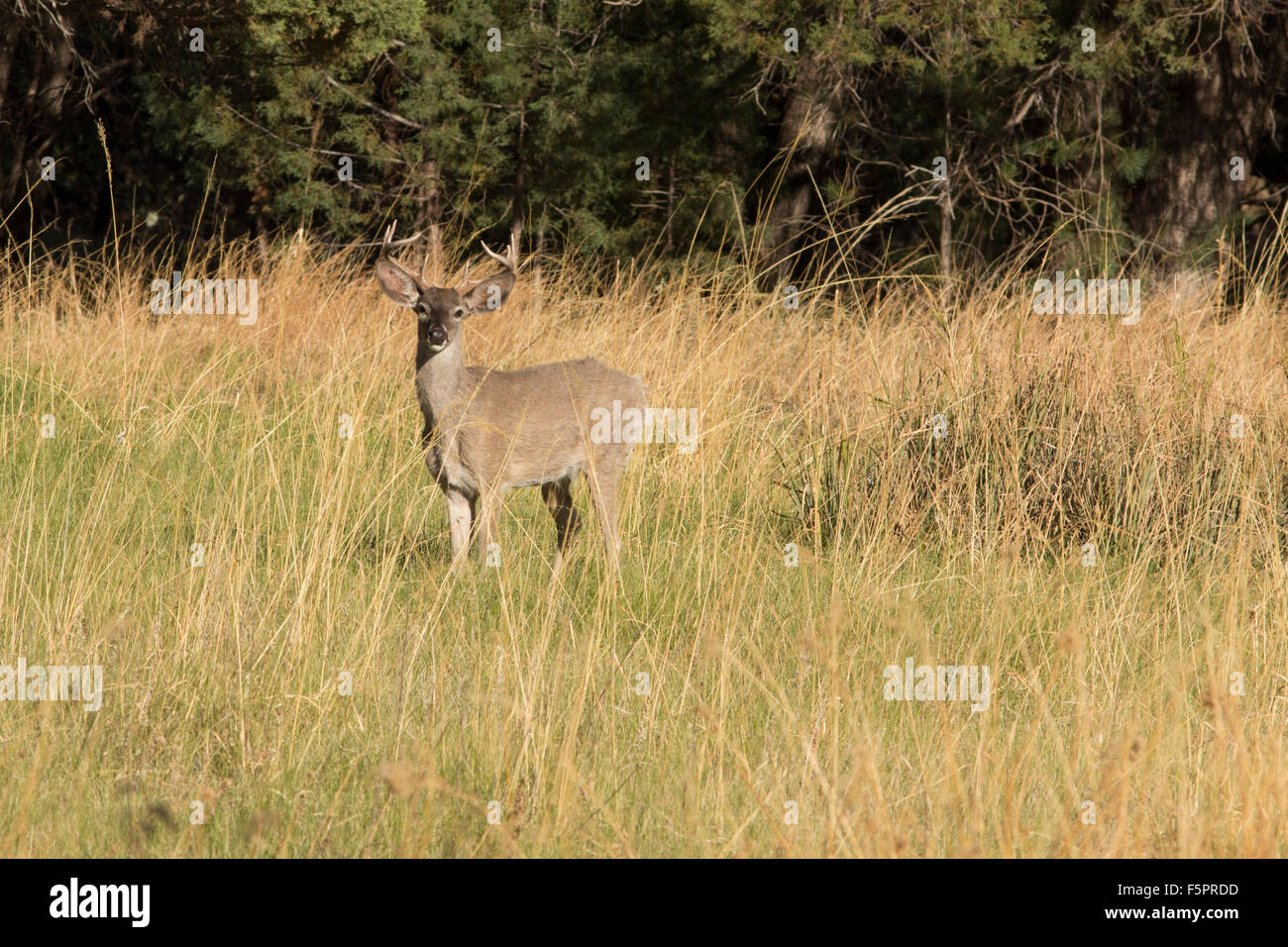 Arizona White-tailed buck in Meadow Stock Photo - Alamy