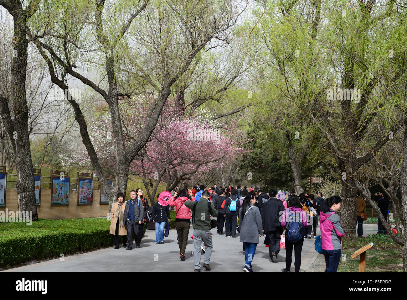 Peach Blossom bloom blooms blooming Beijing Botanical Garden Spring ...