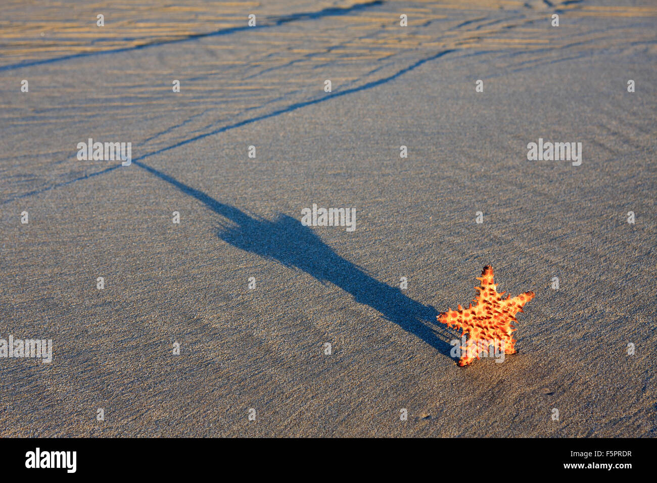 Starfish stretches at the beach with long morning shadow and plenty of ...