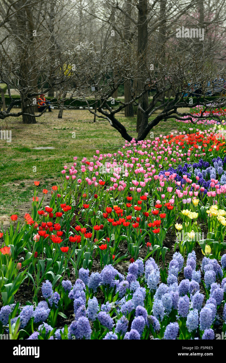 Spring flower display hyacinth tulip flower flowers flowering blue red ...