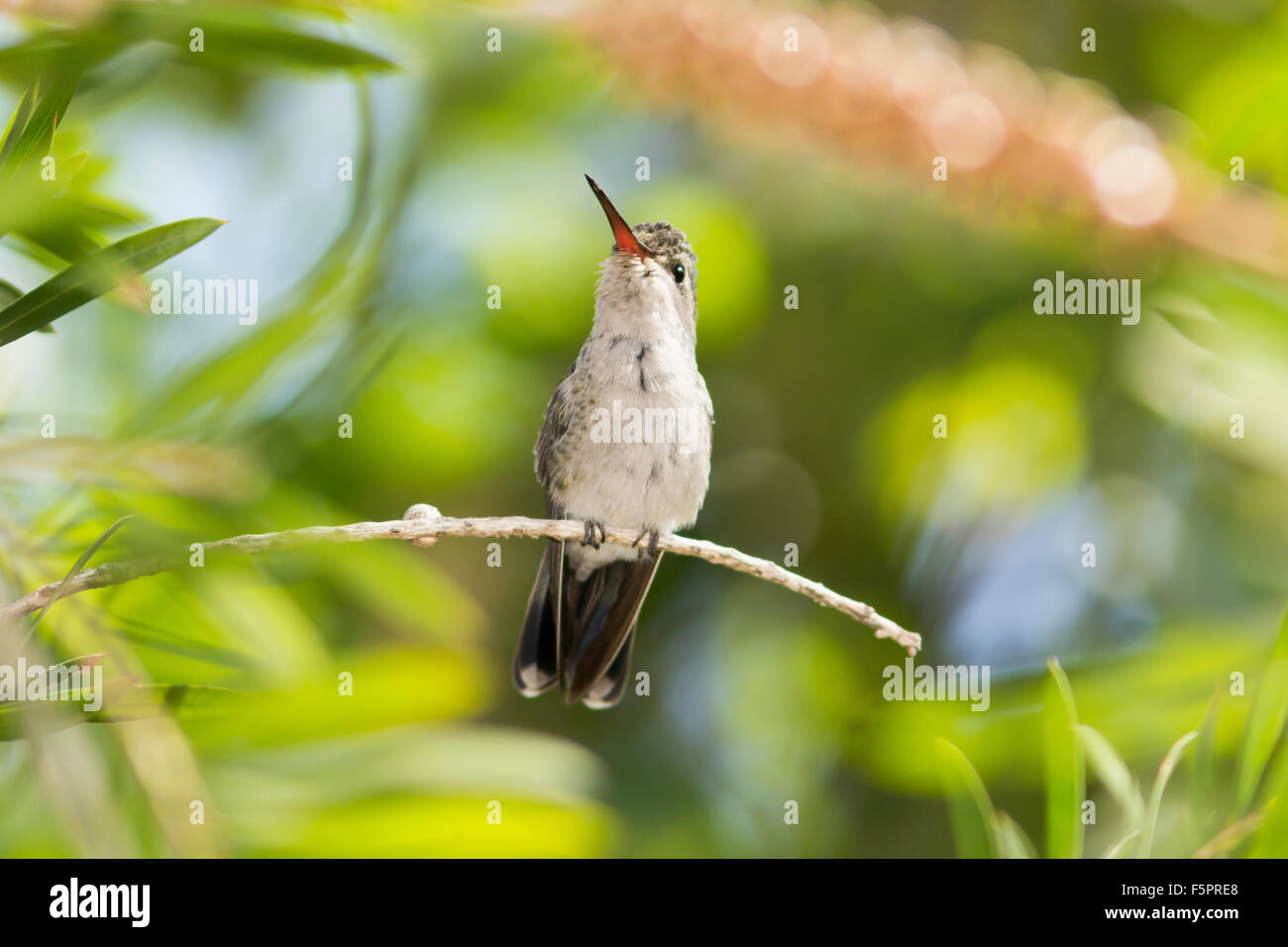 Female Broad-billed Hummingbird Stock Photo - Alamy