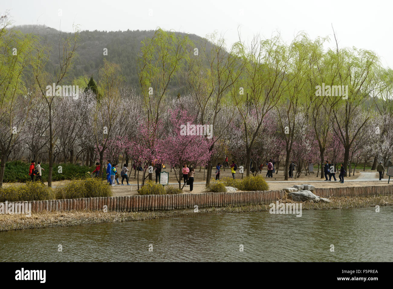Peach Blossom bloom blooms blooming lake shoreline edge Beijing ...