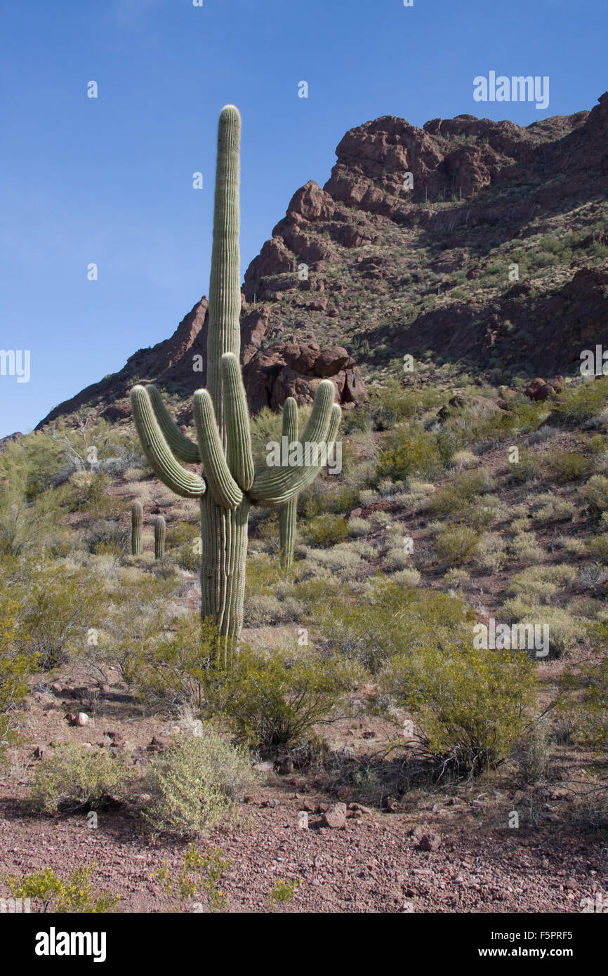 Giant Saguaro cactus at Organ Pipe Cactus National Monument, Arizona ...