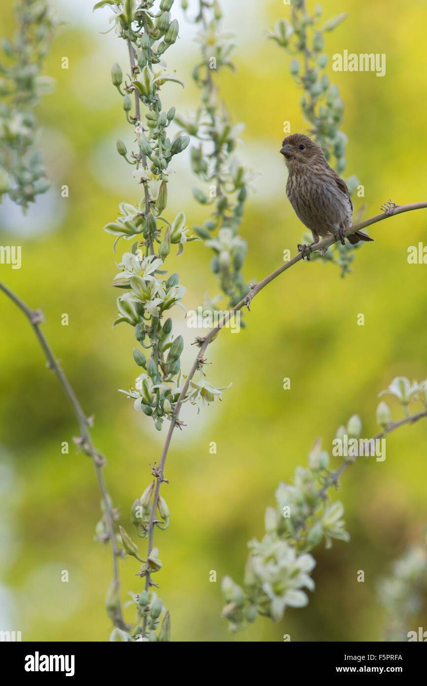 House Finch on Flowering Tree Stock Photo - Alamy