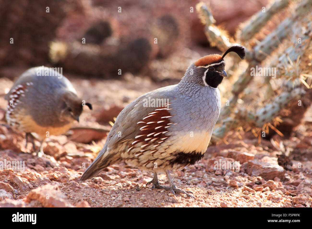 Two gambel's quail foraging in the desert Stock Photo - Alamy