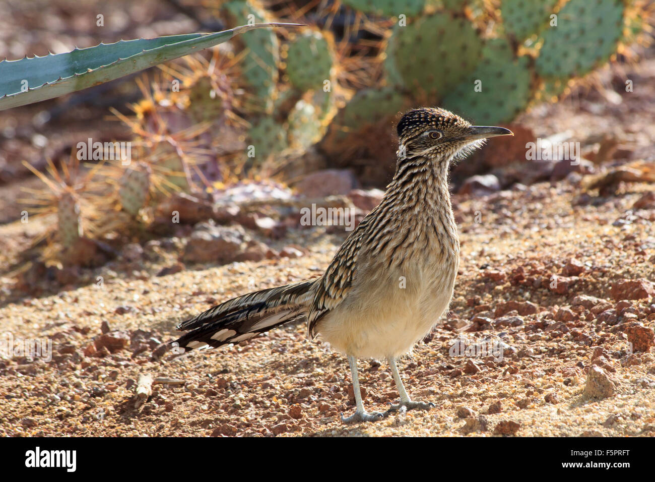 Curious roadrunner in desert landscape of cactus and agave Stock Photo ...