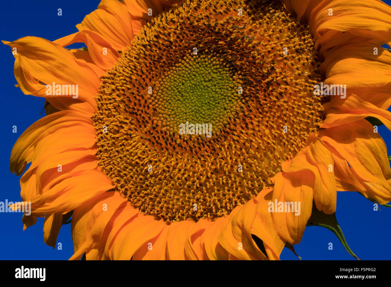 Giant Sunflower in morning light. Close up detail Stock Photo - Alamy