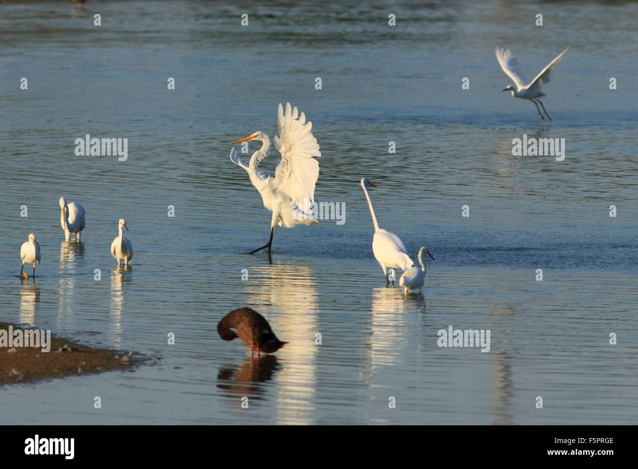 Great Egret Landing Stock Photo - Alamy
