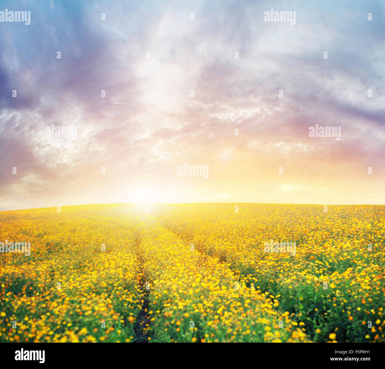 Beautiful sunset over thee colorful meadow Stock Photo - Alamy