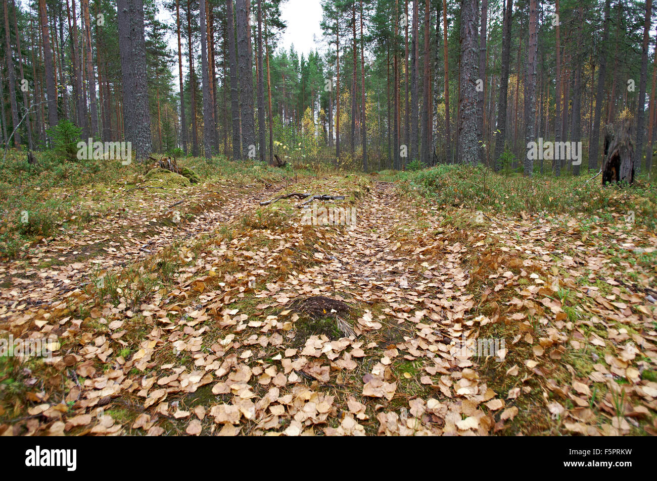 Dense landscape hi-res stock photography and images - Alamy