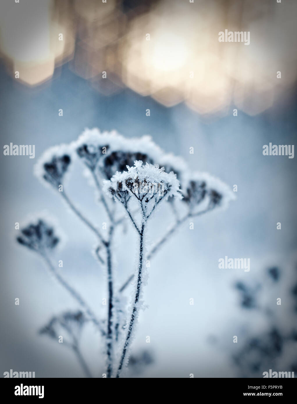 Winter landscape.Winter scene .Frozenned flower Stock Photo - Alamy