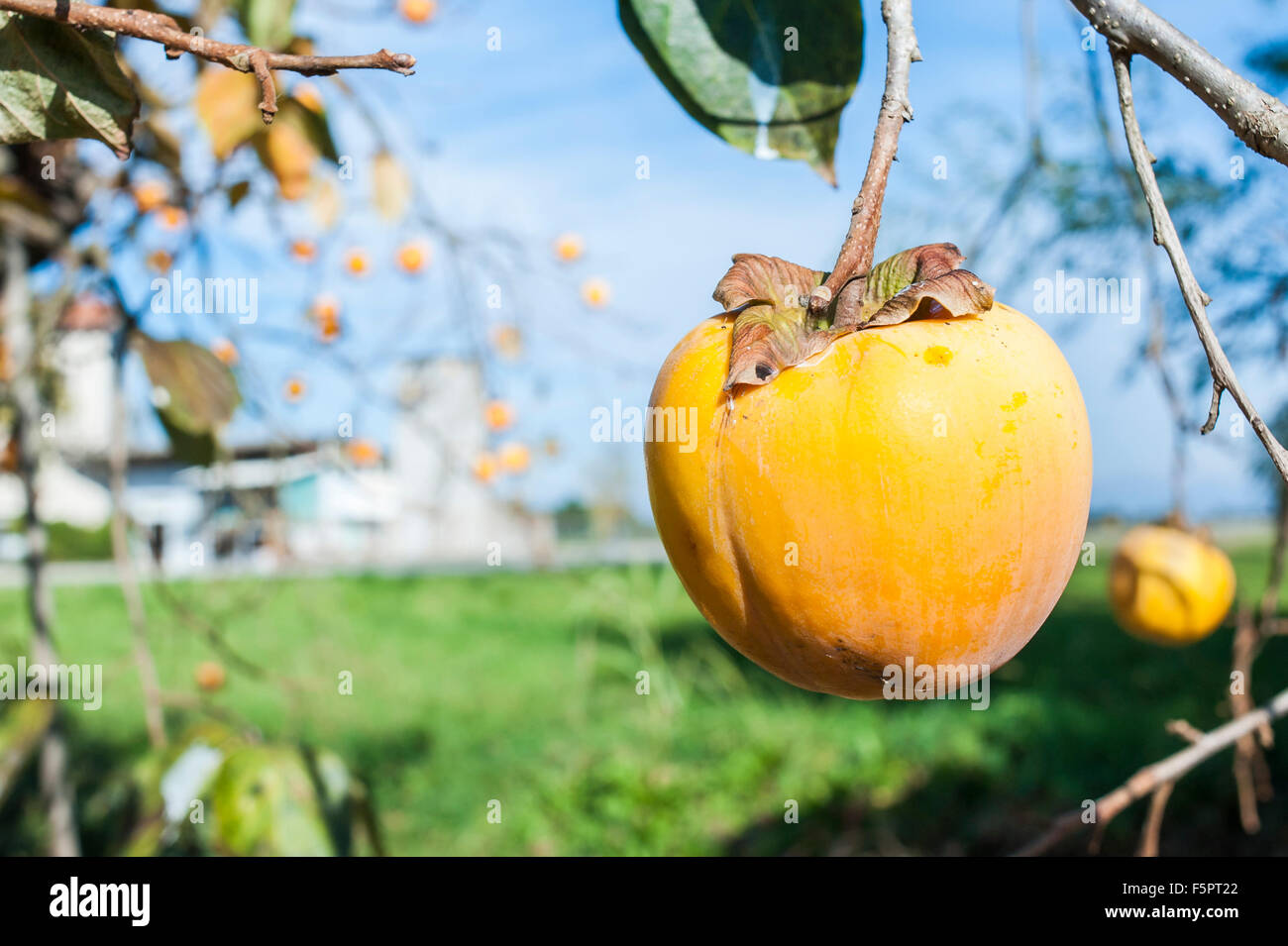 Fall season: ripe persimmon fruit on the tree Stock Photo - Alamy