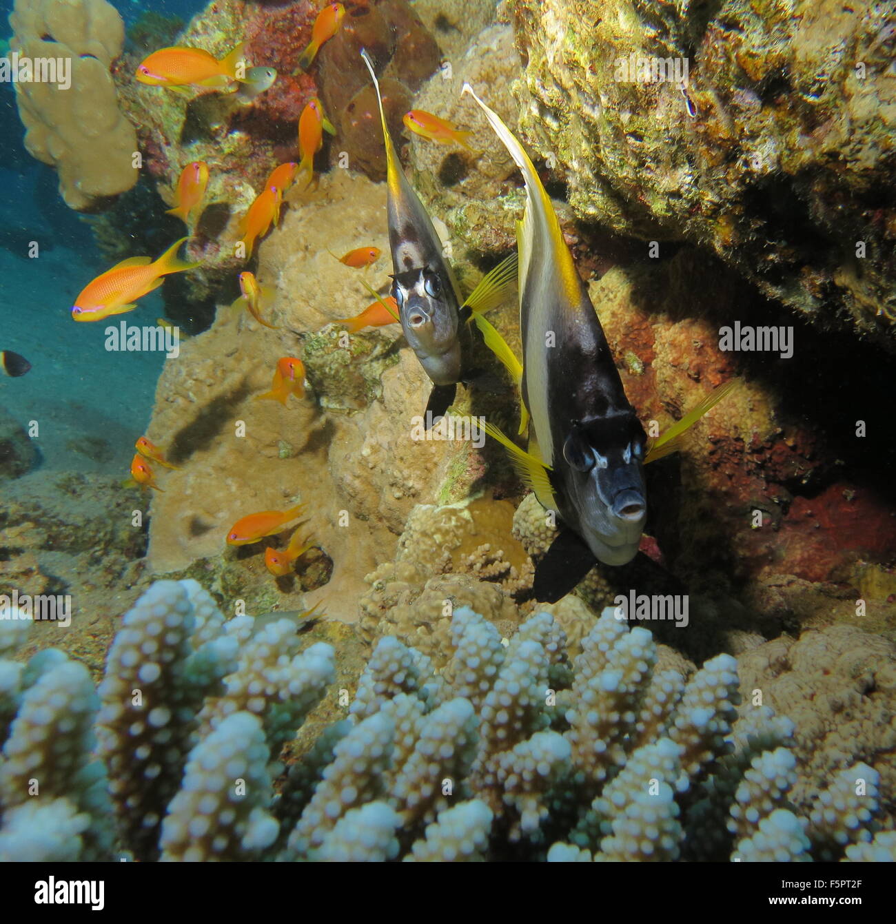 Pair of red sea bannerfish hi-res stock photography and images - Alamy