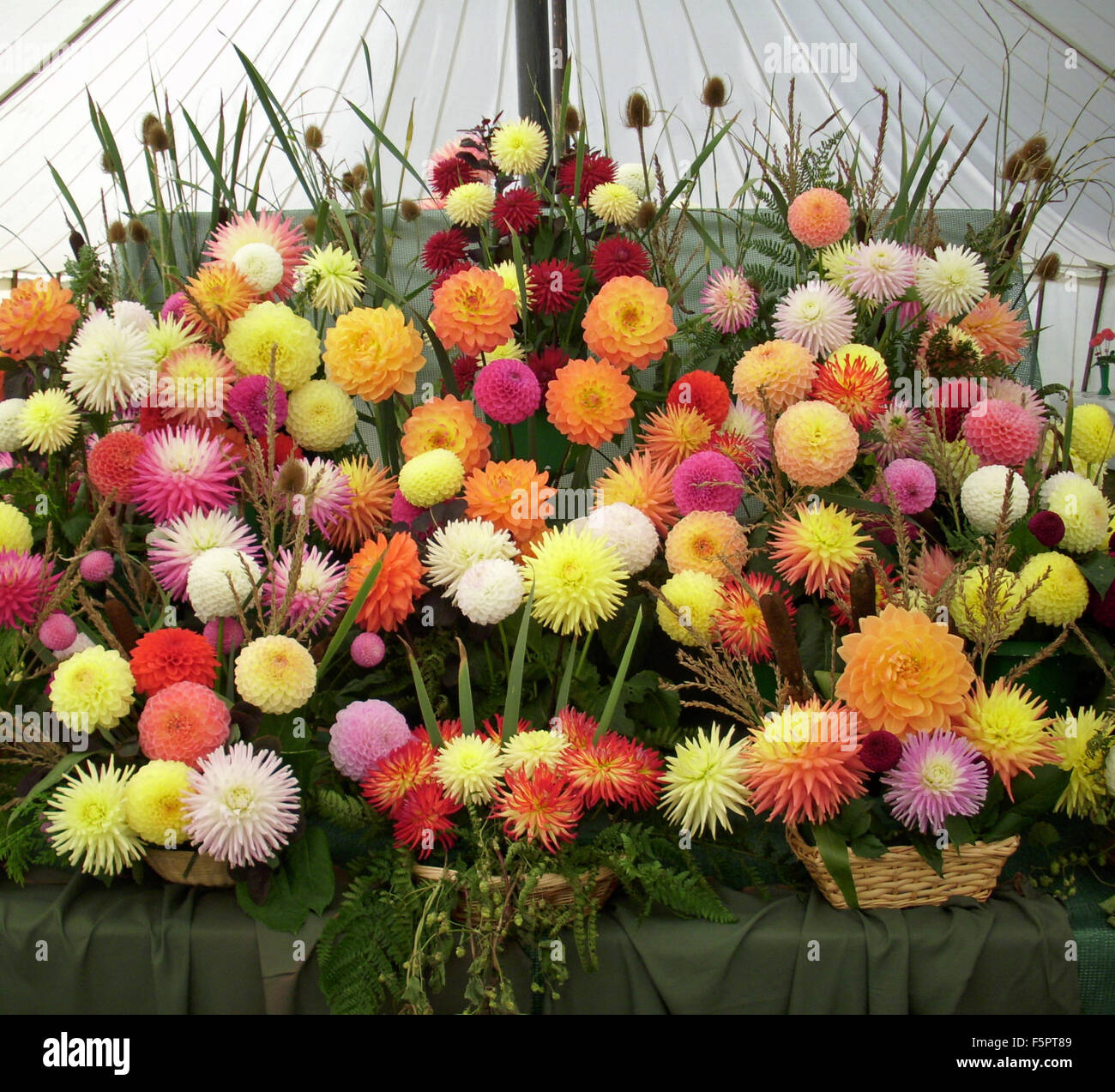 Flower show exhibit Stock Photo - Alamy