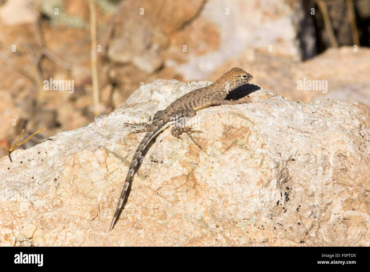 Elegant Earless Lizard Stock Photo - Alamy
