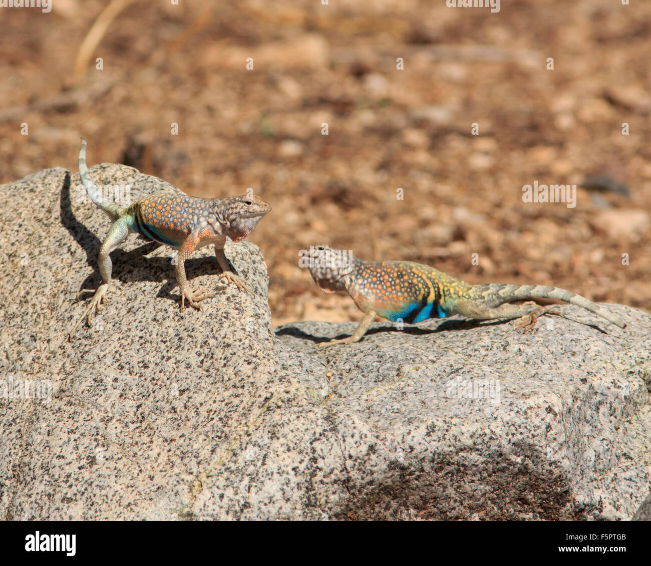 Lesser earless lizards hi-res stock photography and images - Alamy