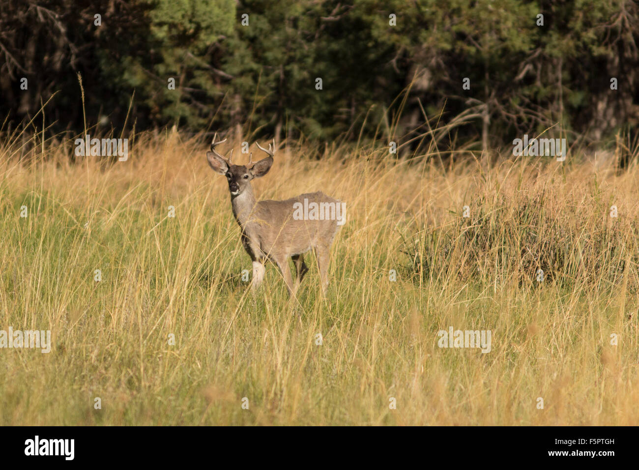 Arizona white tailed deer hi-res stock photography and images - Alamy