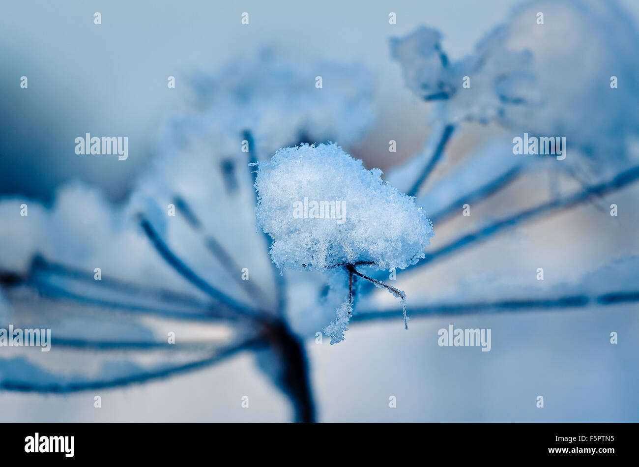 Winter landscape.Winter scene .Frozenned flower Stock Photo - Alamy