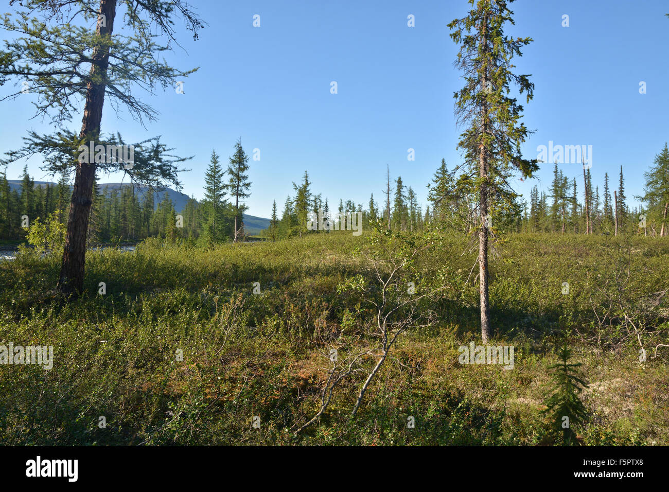 Taiga landscape hi-res stock photography and images - Alamy