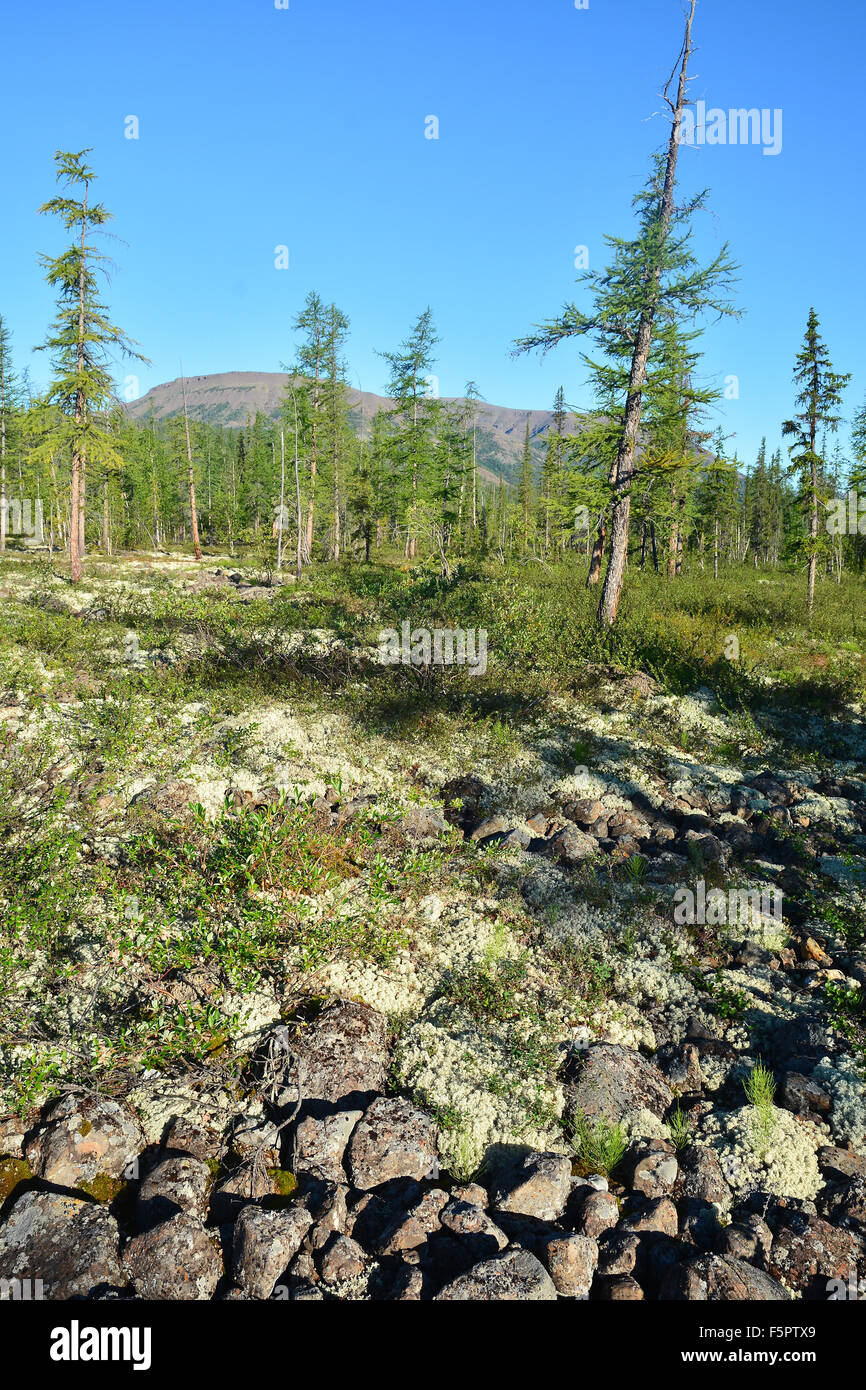 Siberian taiga forest hi-res stock photography and images - Alamy