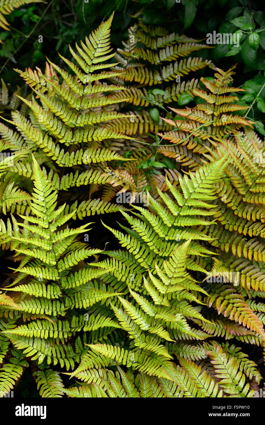 Dryopteris Erythrosora var prolifica Lacy autumn fern ferns flora wood ...