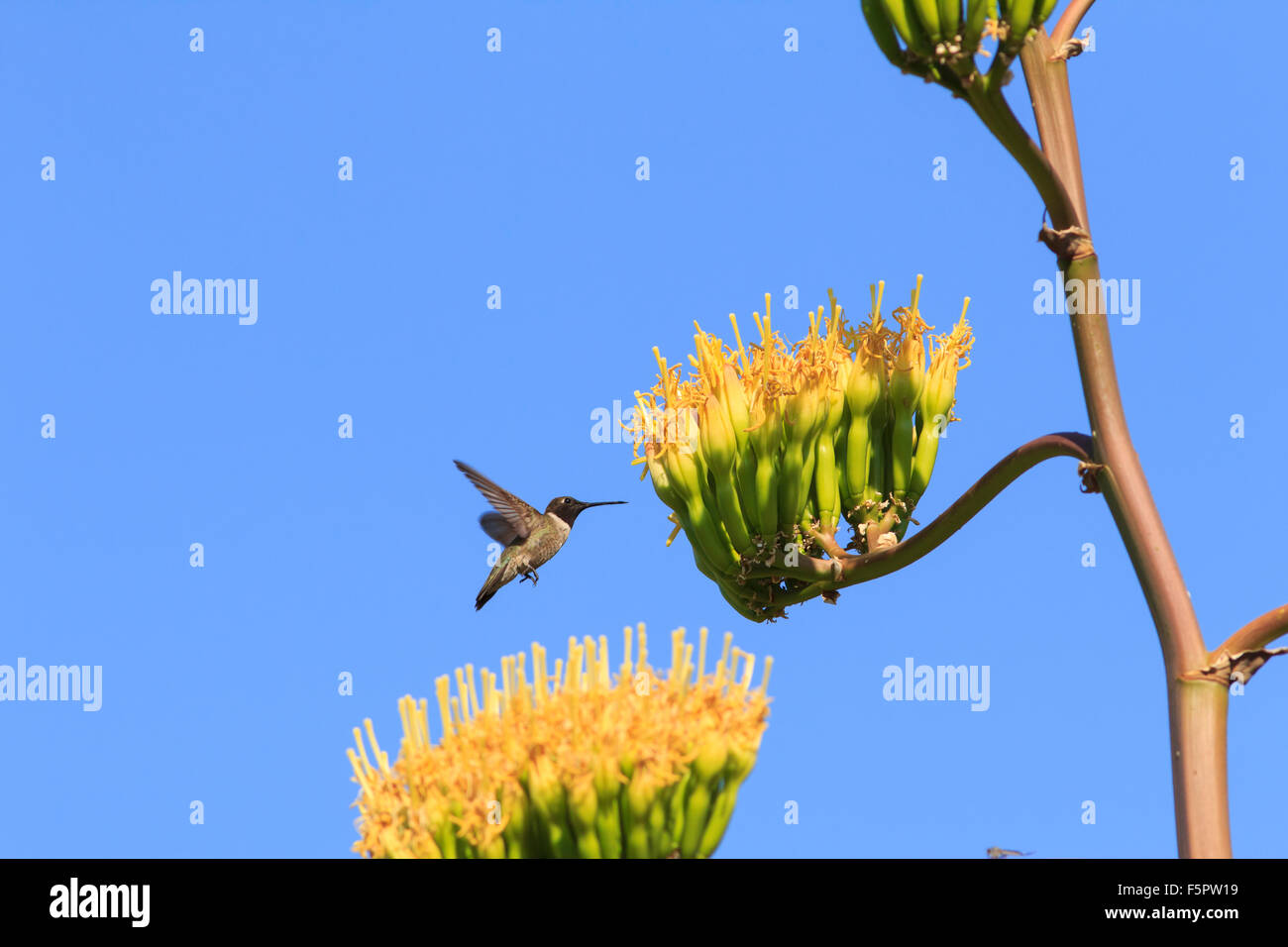 Century Plant Parrys Agave High Resolution Stock Photography and Images ...