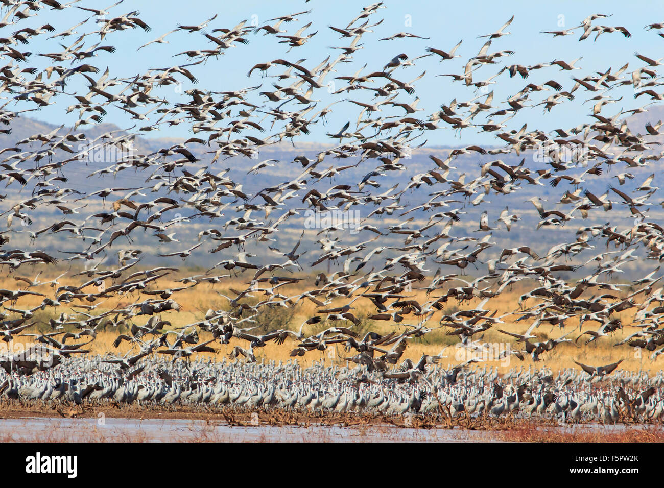 Sandhill Crane Flock Mass Departure Stock Photo - Alamy