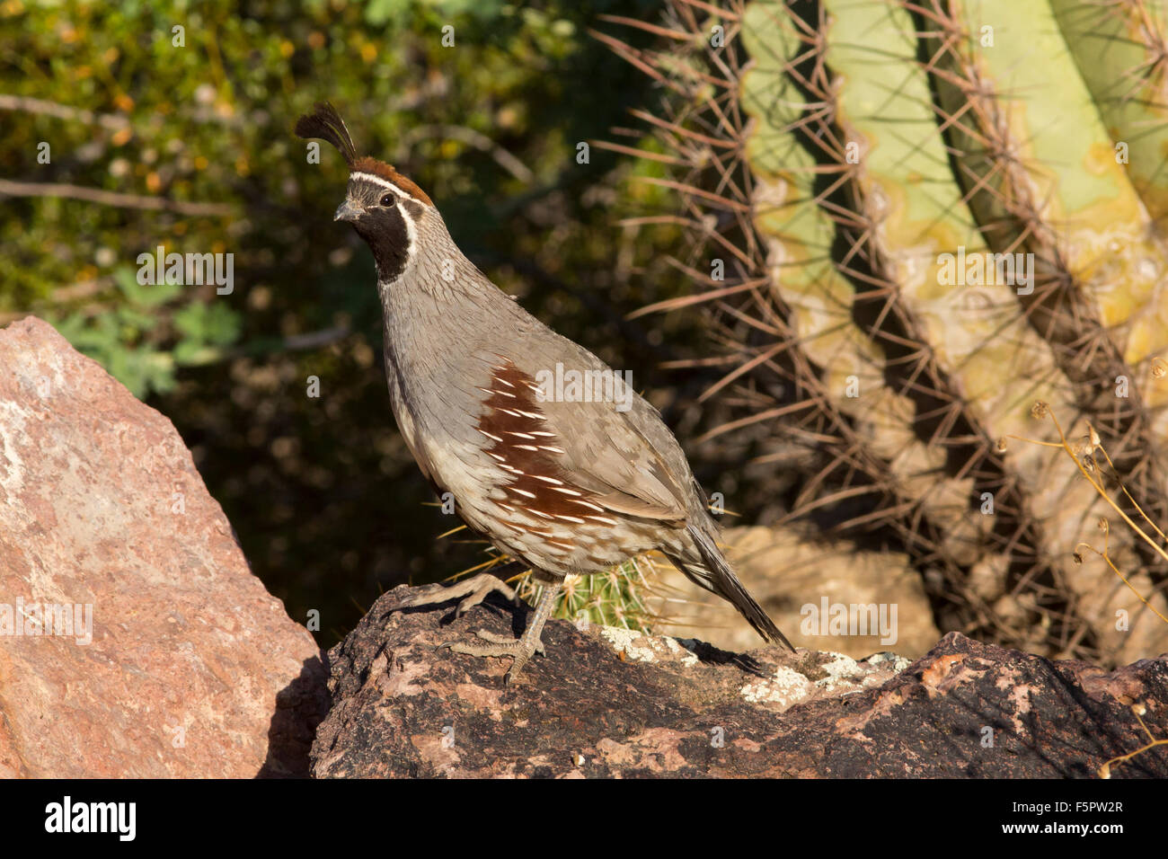 Barrel cactus animal hi-res stock photography and images - Alamy
