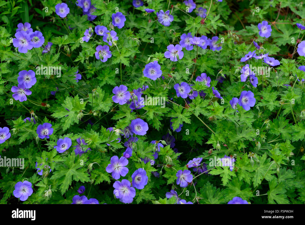 geranium rozanne blue flower flowers flowering perennial plant ...