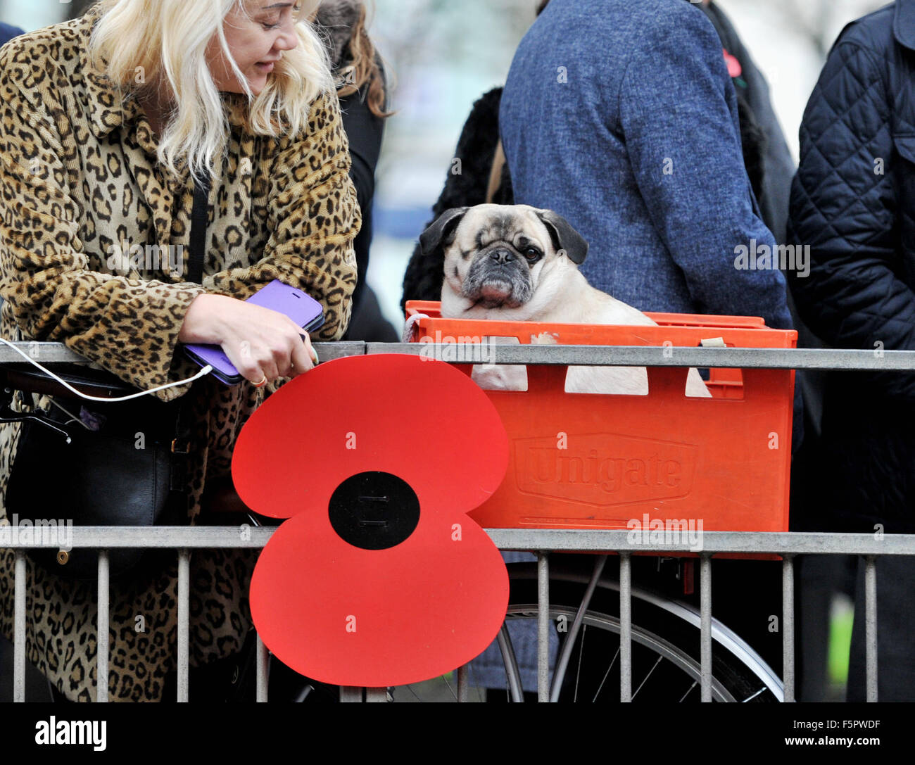 Brighton, UK. 8th Nov, 2015. These pug dogs had the most comfortable ...