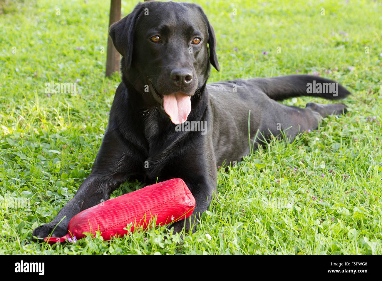 female Labrador in training with the use of references and objects ...