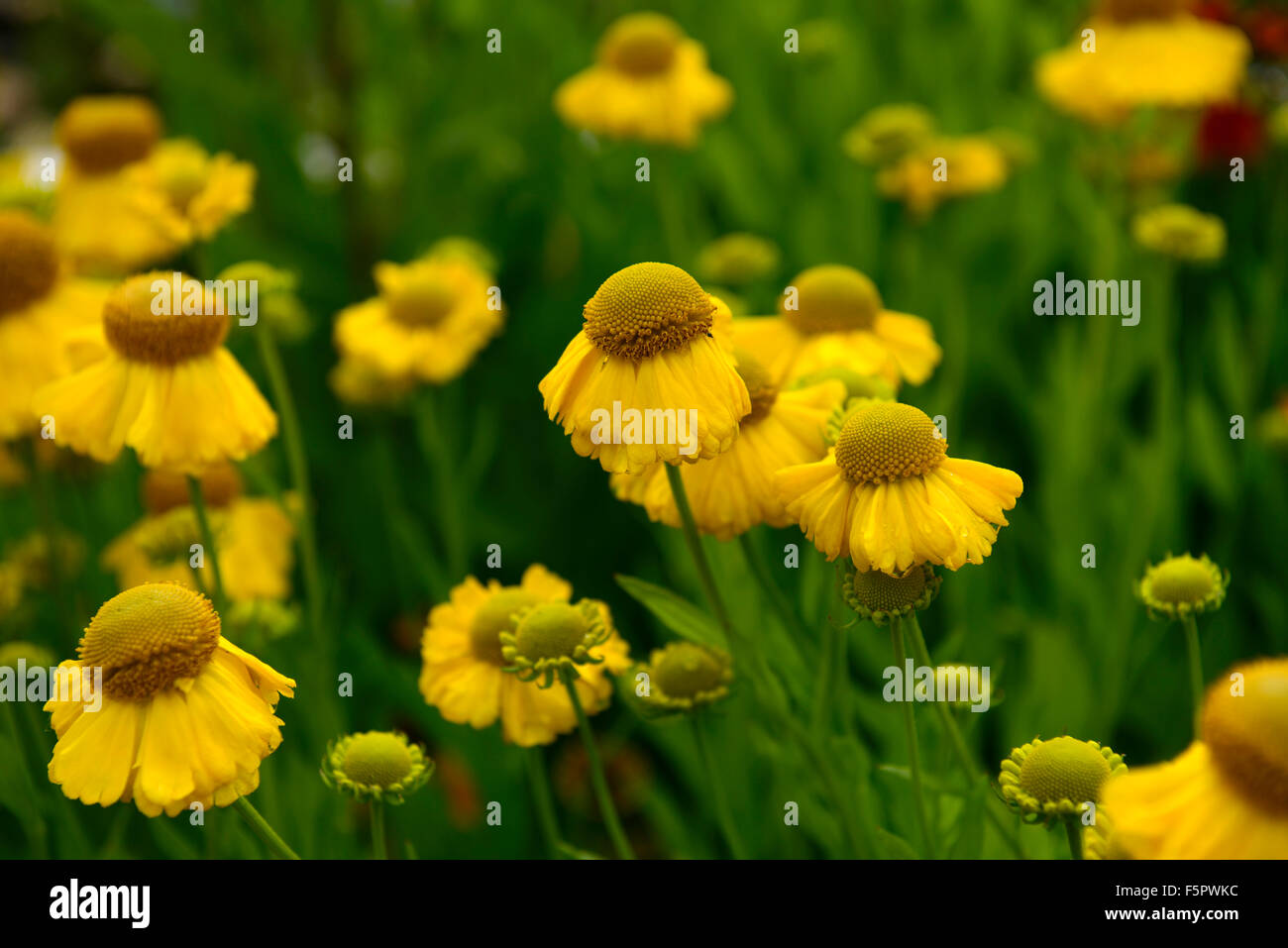 helenium golden youth syn Goldene Jugend yellow heleniums sneezeweed ...