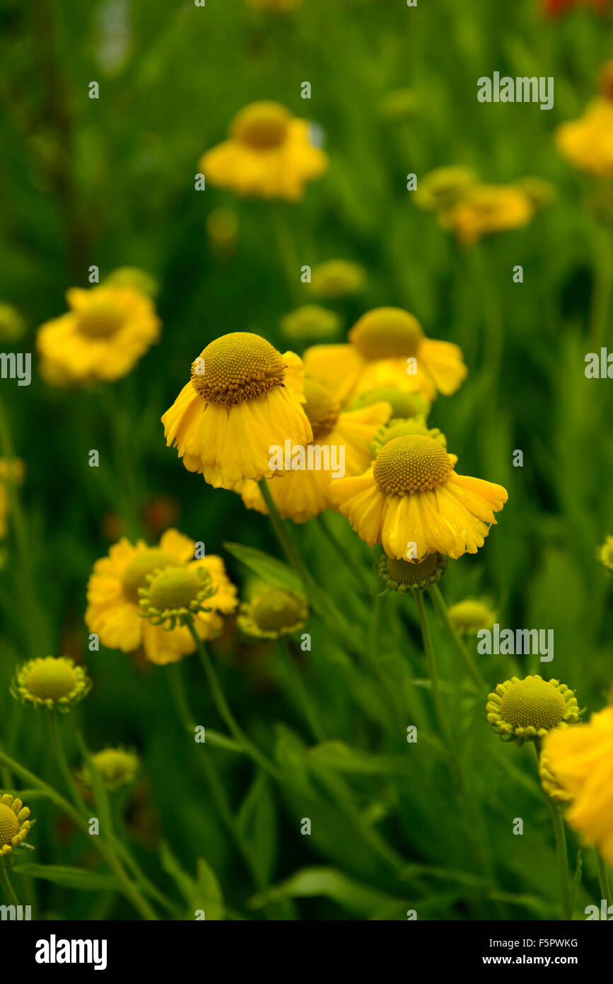 helenium golden youth syn Goldene Jugend yellow heleniums sneezeweed ...