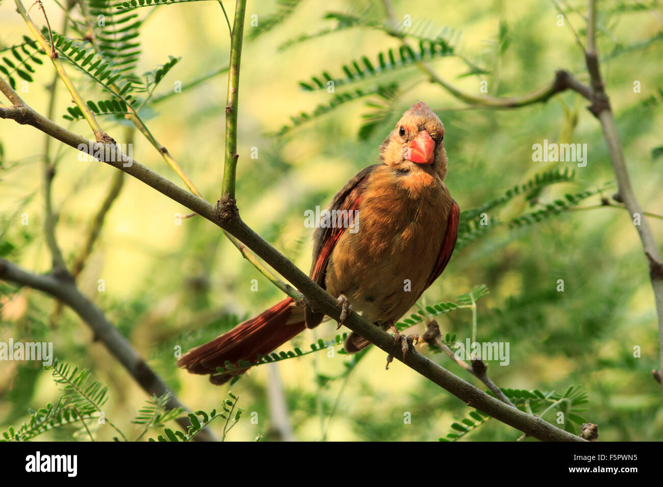 Female Northern Cardinal Stock Photo - Alamy