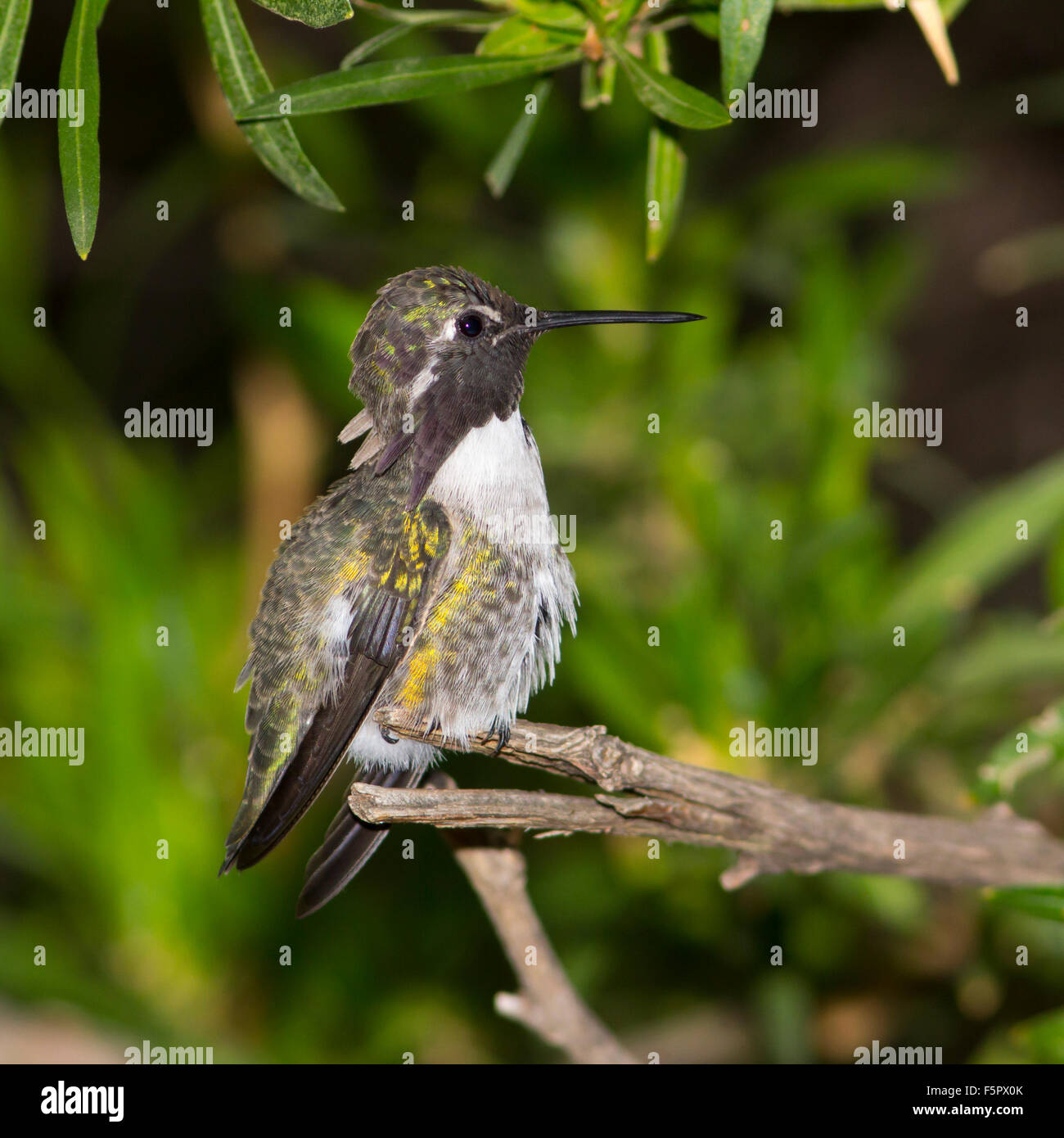 Male Costa's Hummingbird Stock Photo - Alamy