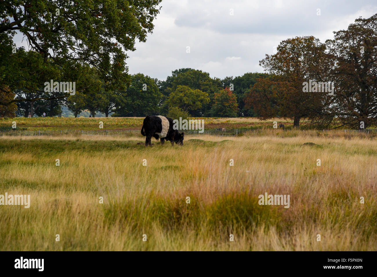 A Cow walks in field at Richmond Park London Stock Photo - Alamy