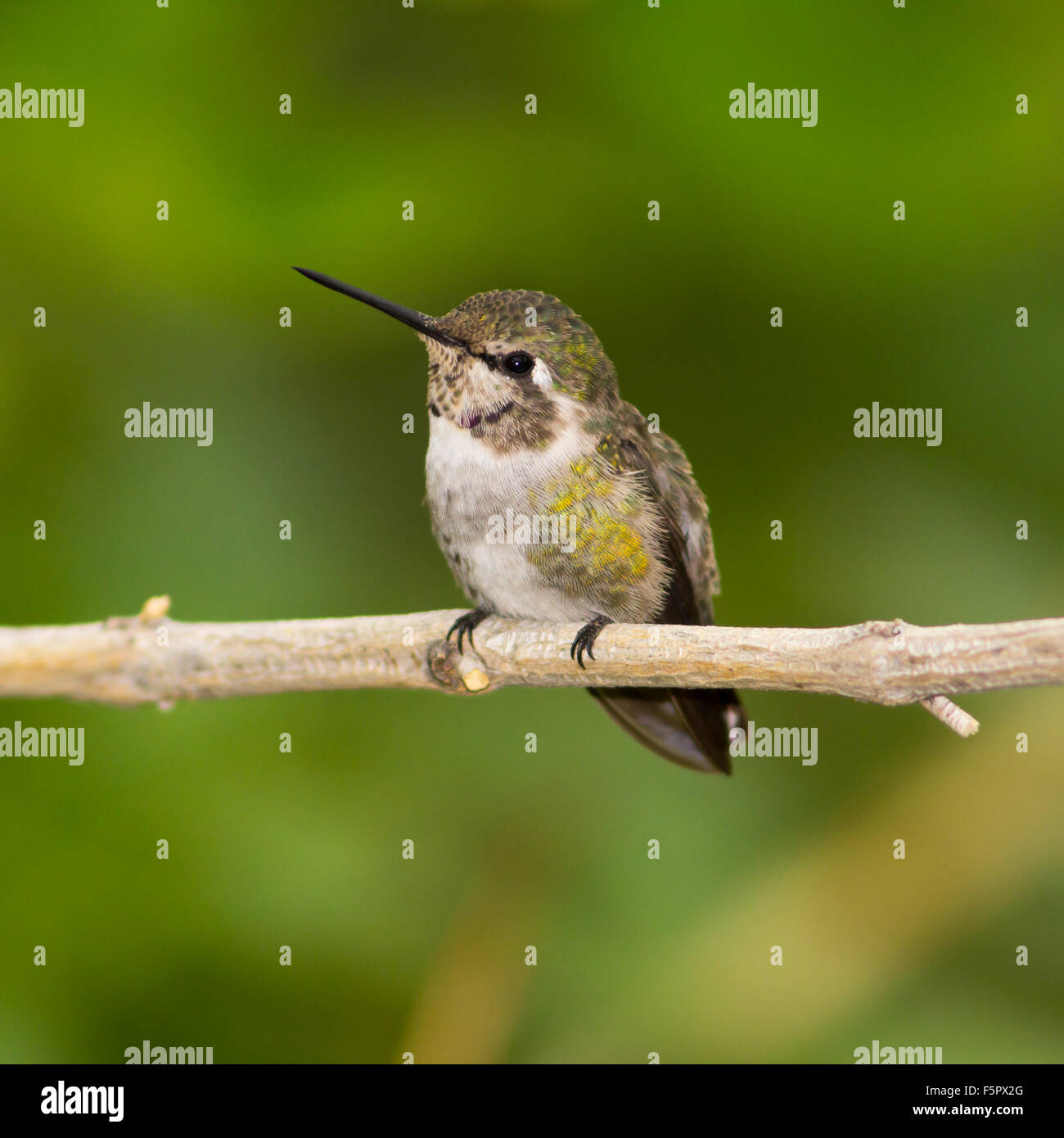 Female Anna's Hummingbird on Perch Stock Photo - Alamy