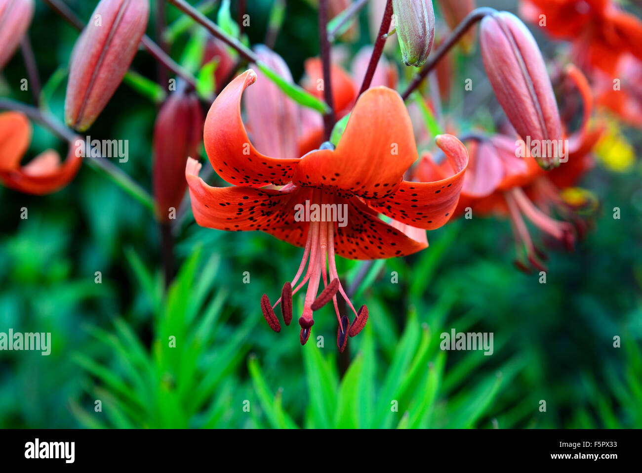 lilium hiawatha asiatic lily red orange spotted flower flowers ...