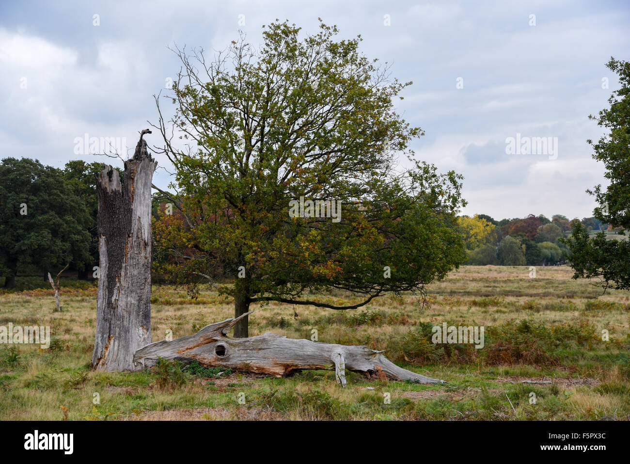 Dead Grey wood Branch laying in front of a lively tree in Richmond Park ...