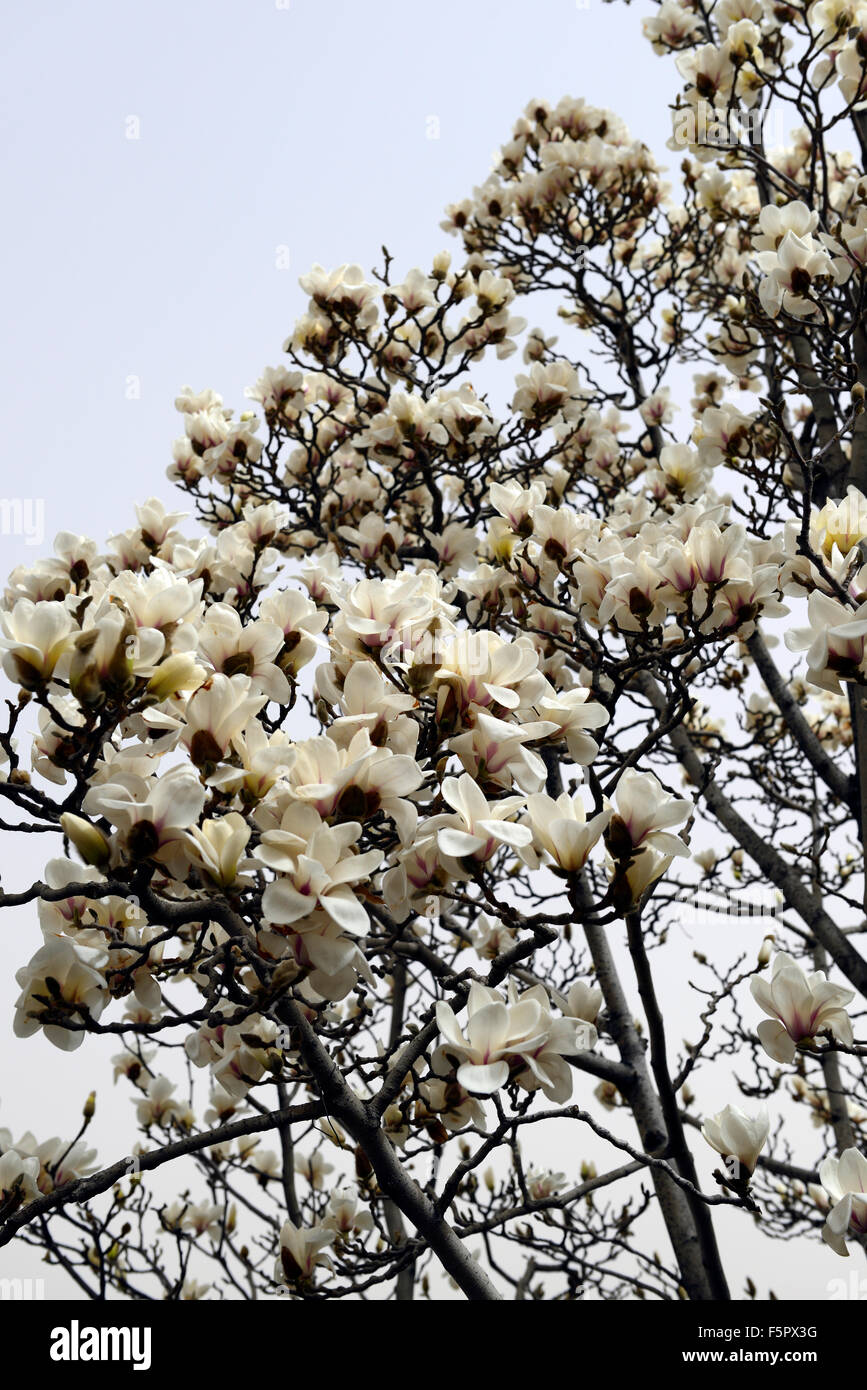 Yulan magnolia magnolia denudata desr hi-res stock photography and ...