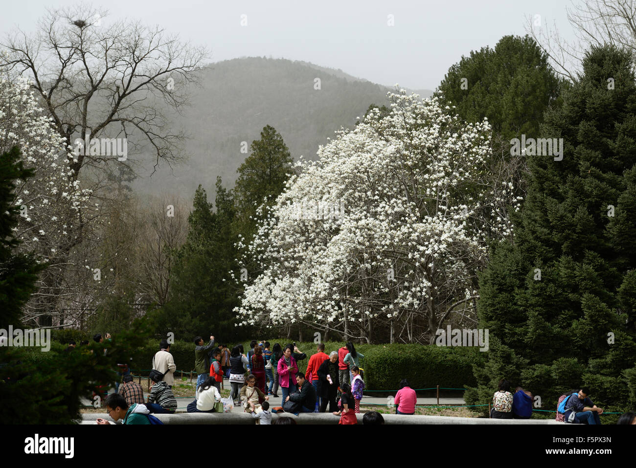 magnolia denudata desr Yulan Magnolia white flower flowers tree spring ...