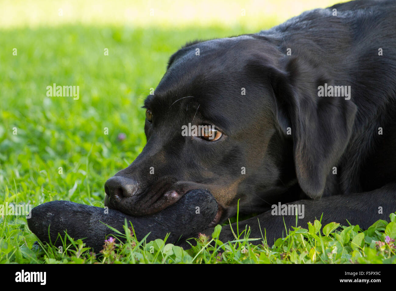 female Labrador in training with the use of references and objects ...