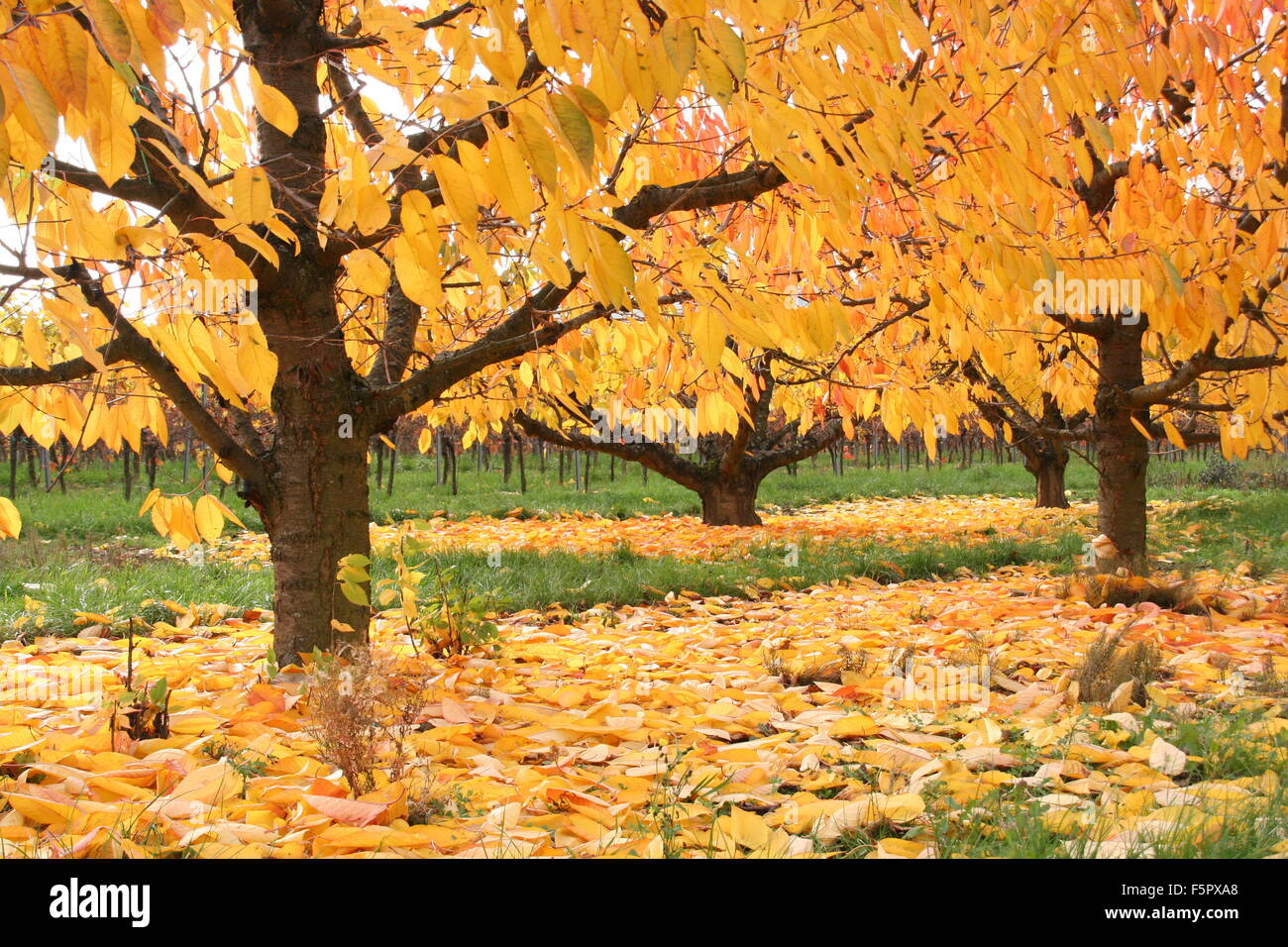 Gold carpet hi-res stock photography and images - Alamy
