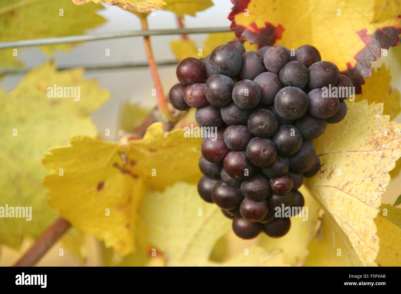 Bunch of sweet purple grapes with red and yellow leaves, German Wine ...