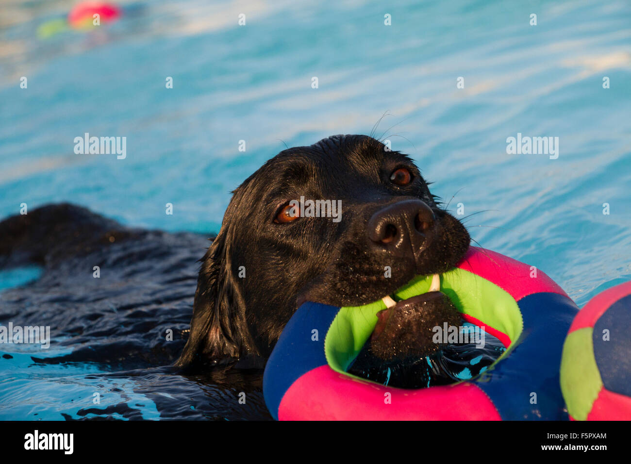 female Labrador training in dealing with the first dip in the pool ...