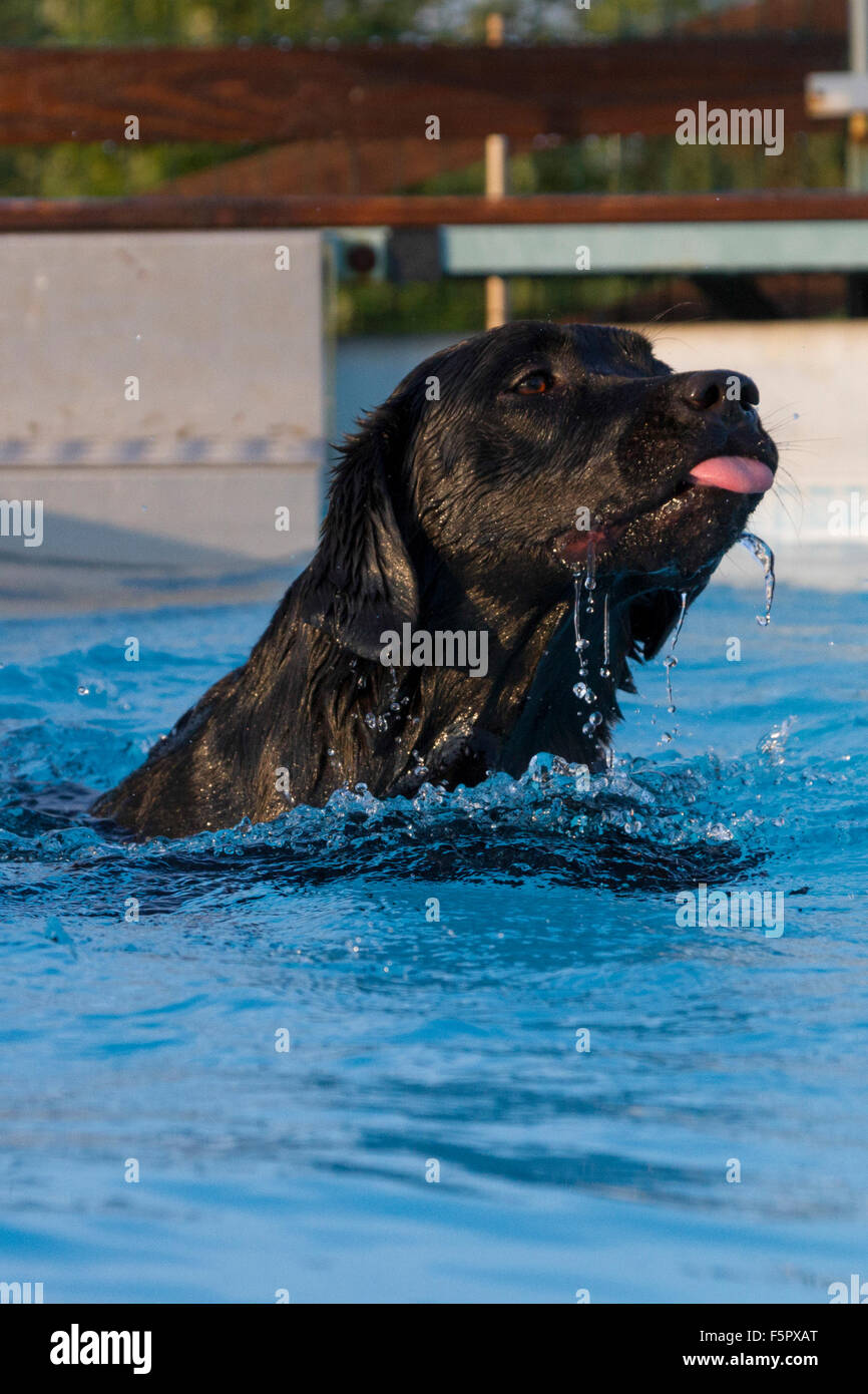 female Labrador training in dealing with the first dip in the pool ...