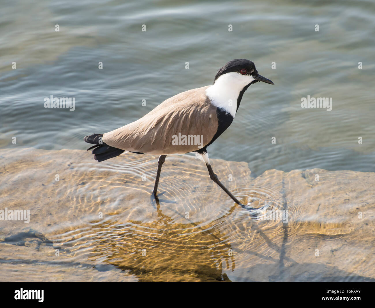 Spur-winged plover lapwing vanellus spinosus wading in water on a river ...